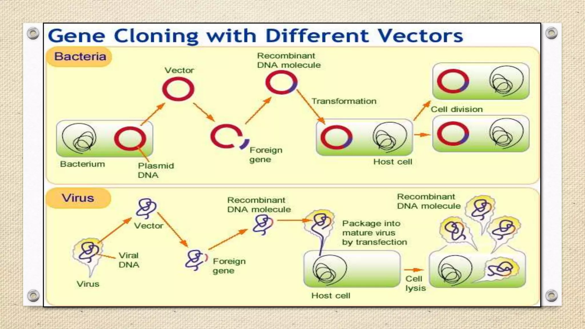 DESIGN OF PLASMID VECTOR & PROKARYOTIC AND EUKARYOTIC VECTORS | PPT