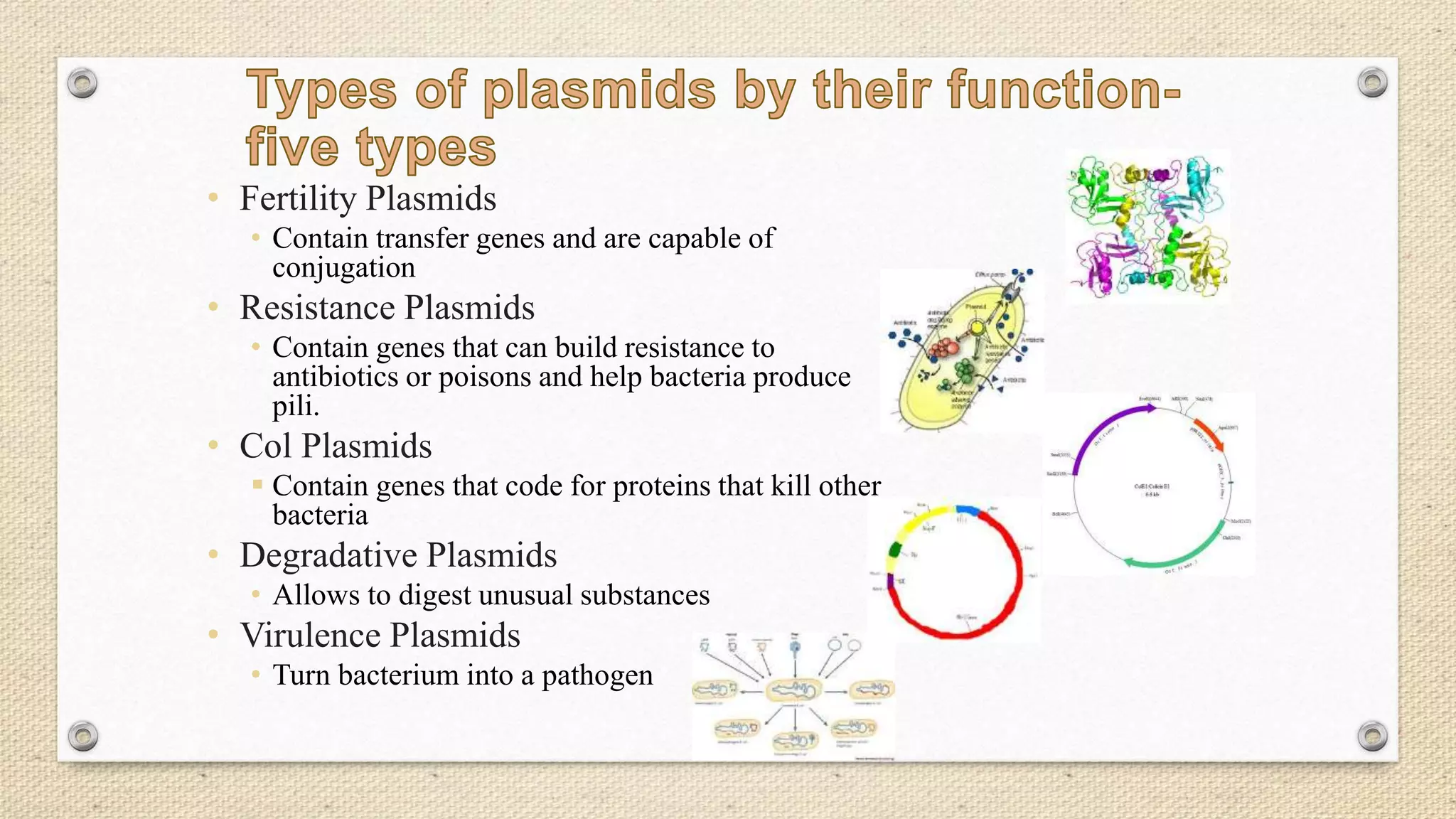 DESIGN OF PLASMID VECTOR & PROKARYOTIC AND EUKARYOTIC VECTORS | PPT