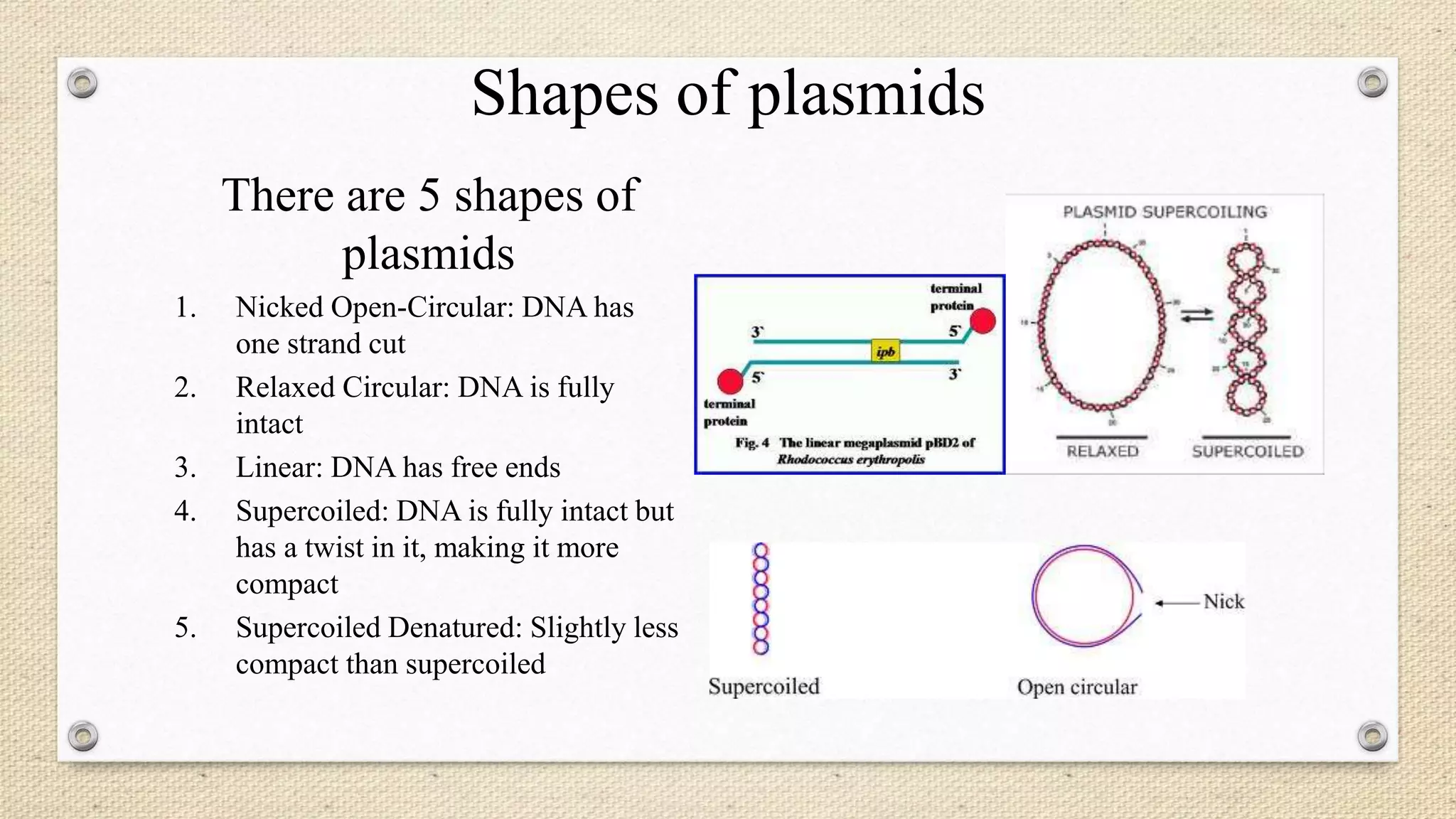 DESIGN OF PLASMID VECTOR & PROKARYOTIC AND EUKARYOTIC VECTORS | PPT