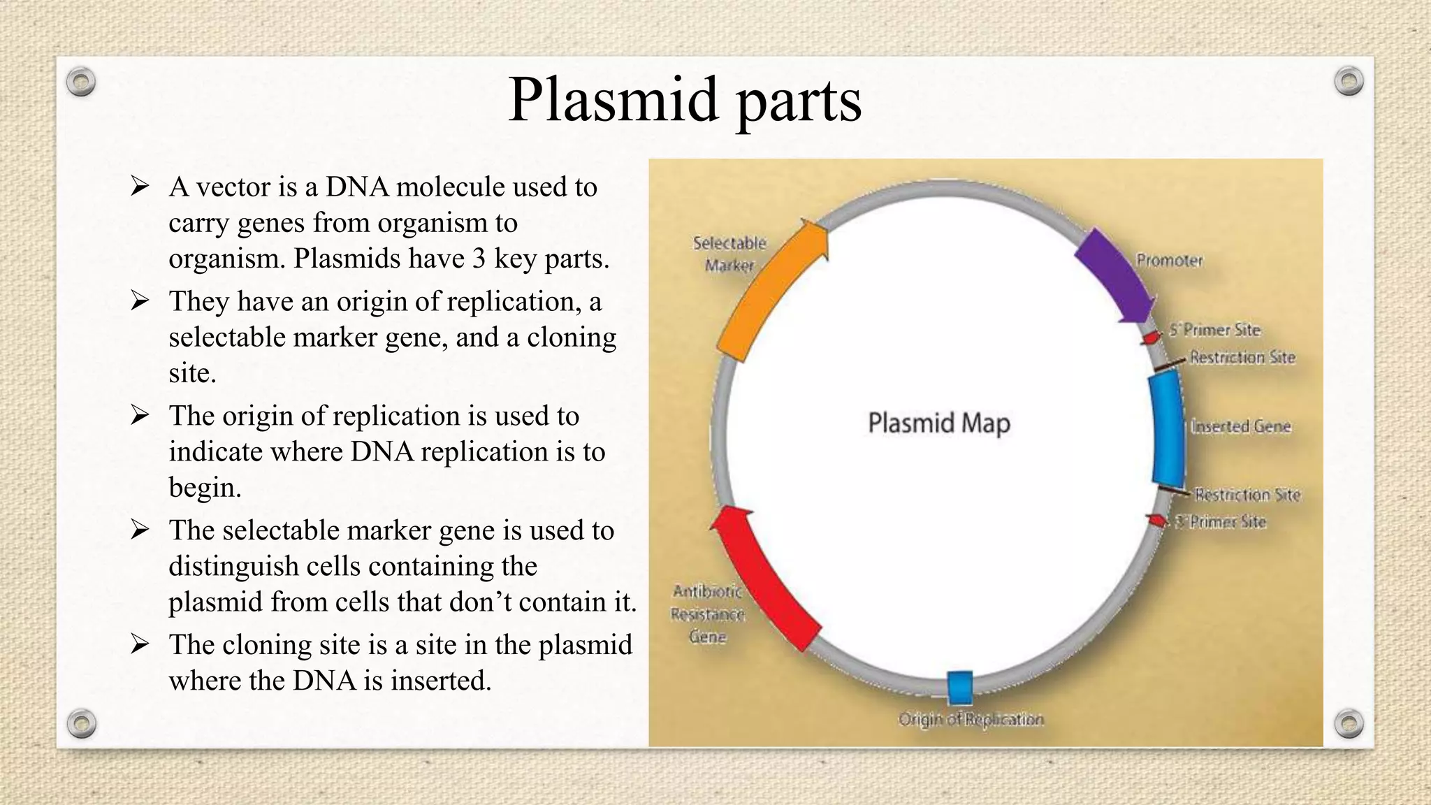 DESIGN OF PLASMID VECTOR & PROKARYOTIC AND EUKARYOTIC VECTORS | PPT