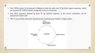 DESIGN OF PLASMID VECTOR & PROKARYOTIC AND EUKARYOTIC VECTORS | PPTX