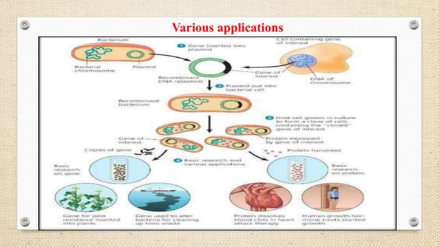 DESIGN OF PLASMID VECTOR & PROKARYOTIC AND EUKARYOTIC VECTORS | PPT