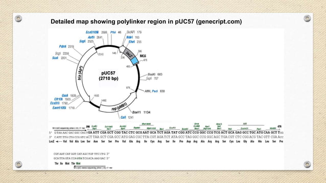 DESIGN OF PLASMID VECTOR & PROKARYOTIC AND EUKARYOTIC VECTORS | PPT