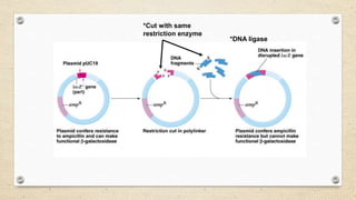 DESIGN OF PLASMID VECTOR & PROKARYOTIC AND EUKARYOTIC VECTORS | PPTX