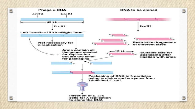 DESIGN OF PLASMID VECTOR & PROKARYOTIC AND EUKARYOTIC VECTORS | PPT