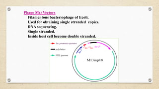 DESIGN OF PLASMID VECTOR & PROKARYOTIC AND EUKARYOTIC VECTORS | PPTX