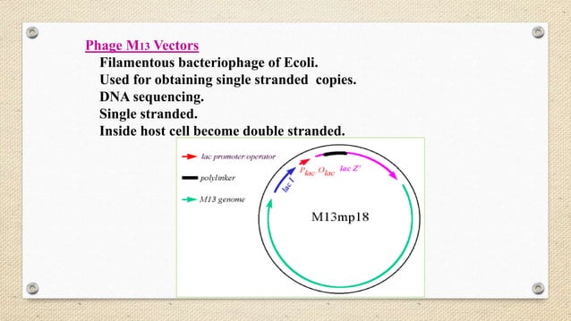 DESIGN OF PLASMID VECTOR & PROKARYOTIC AND EUKARYOTIC VECTORS | PPT