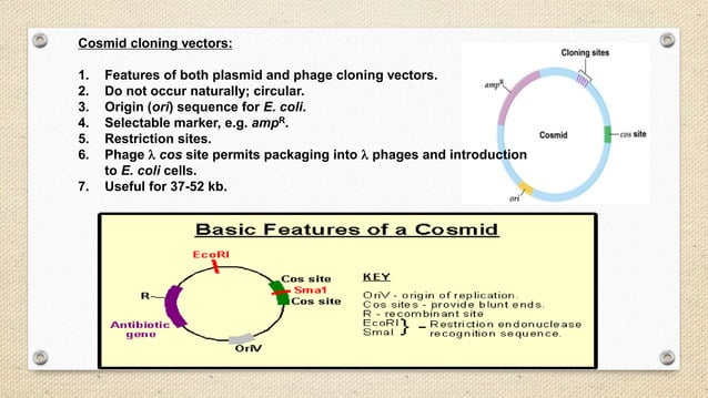 DESIGN OF PLASMID VECTOR & PROKARYOTIC AND EUKARYOTIC VECTORS | PPT
