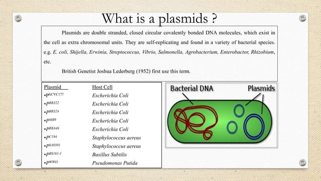 DESIGN OF PLASMID VECTOR & PROKARYOTIC AND EUKARYOTIC VECTORS | PPT