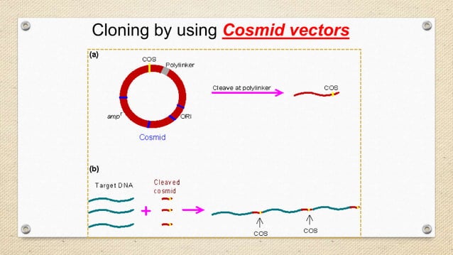 DESIGN OF PLASMID VECTOR & PROKARYOTIC AND EUKARYOTIC VECTORS | PPT