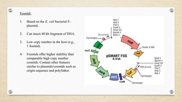 DESIGN OF PLASMID VECTOR & PROKARYOTIC AND EUKARYOTIC VECTORS | PPT