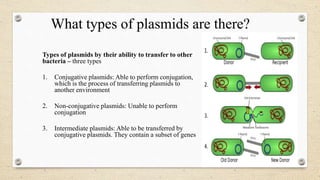 Designed Plasmid Vector