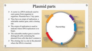 DESIGN OF PLASMID VECTOR & PROKARYOTIC AND EUKARYOTIC VECTORS | PPT