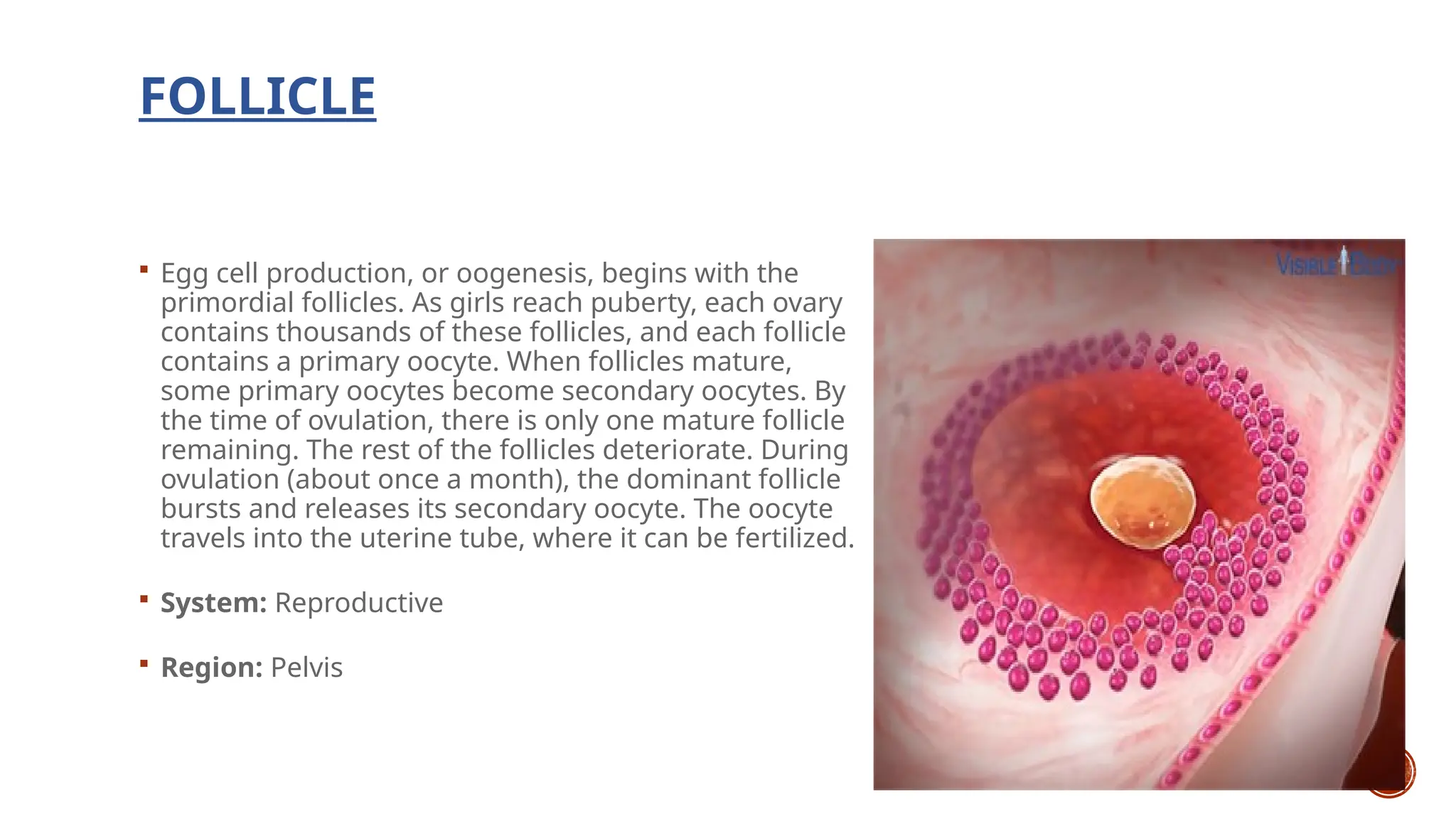 Gee 003 Human Reproduction Ppt 1 Pptx Bhah Pptx