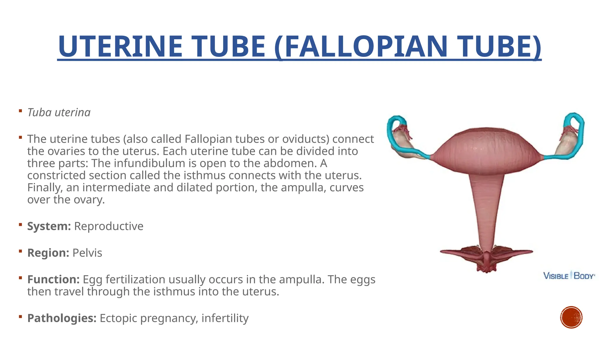 Gee 003 Human Reproduction Ppt 1 Pptx Bhah Pptx