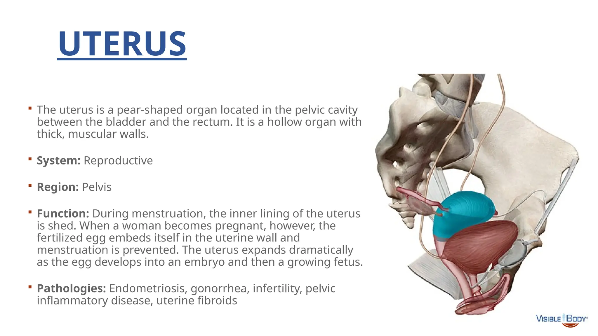 Gee 003 Human Reproduction Ppt 1 Pptx Bhah Pptx