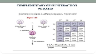 Gene interaction | PPTX
