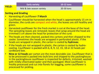 Geerthana production technology of cauliflower | PPT