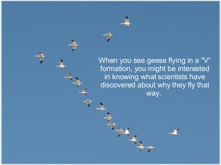 Geese | PPT