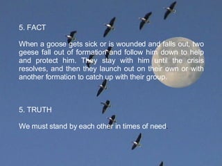 Geese | PPT