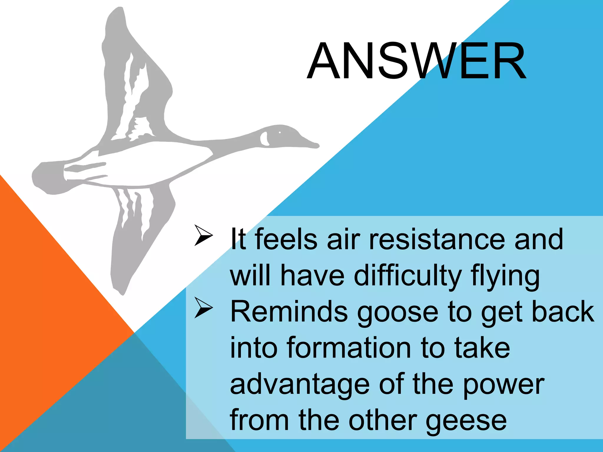 Geese - Teaching Life Lessons | PPT