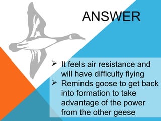 Geese - Teaching Life Lessons | PPT