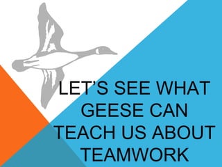 Geese - Teaching Life Lessons | PPT