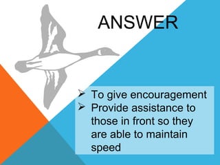 Geese - Teaching Life Lessons | PPT