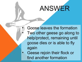 Geese - Teaching Life Lessons | PPT