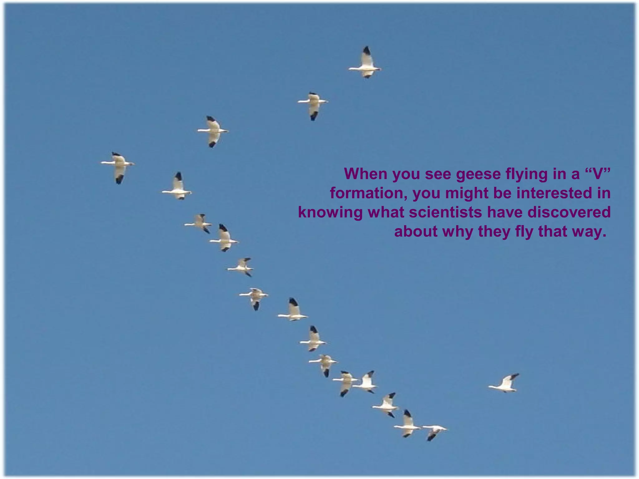 Flying of gees in "V" formation | PPS