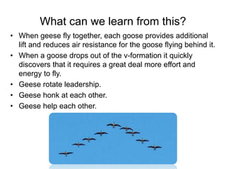 Leadership lessons from geese assembly | PPTX | Birdwatching | Hobbies ...
