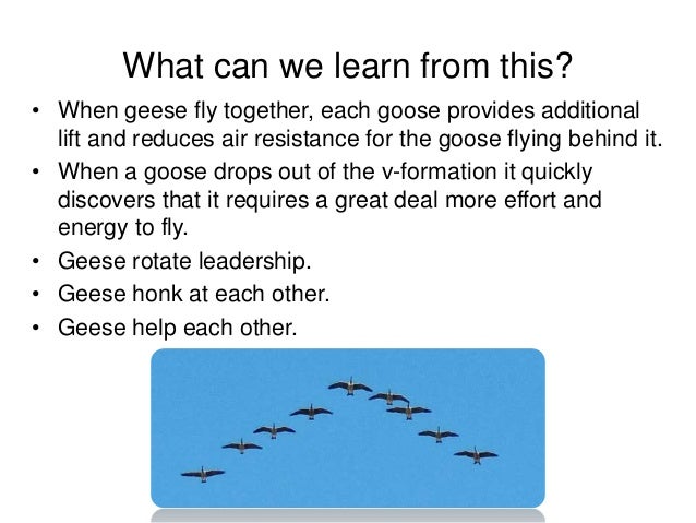 Leadership lessons from geese assembly