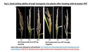 Genetic Engineering for Male Sterility in Plants | PPTX