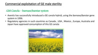 Genetic Engineering for Male Sterility in Plants | PPTX