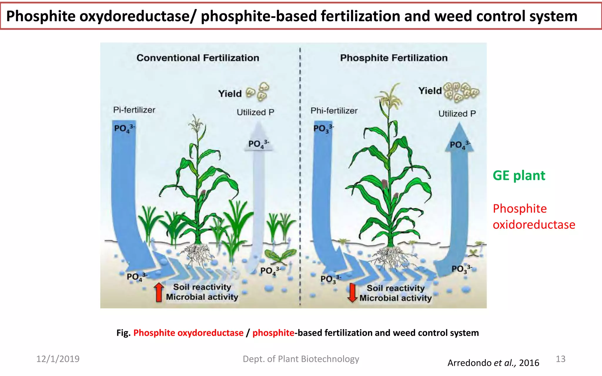 Genetic engineering for nitrogen fixation and nutrient uptake | PPTX