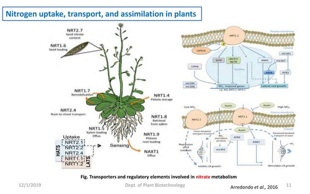 Genetic engineering for nitrogen fixation and nutrient uptake | PPTX ...
