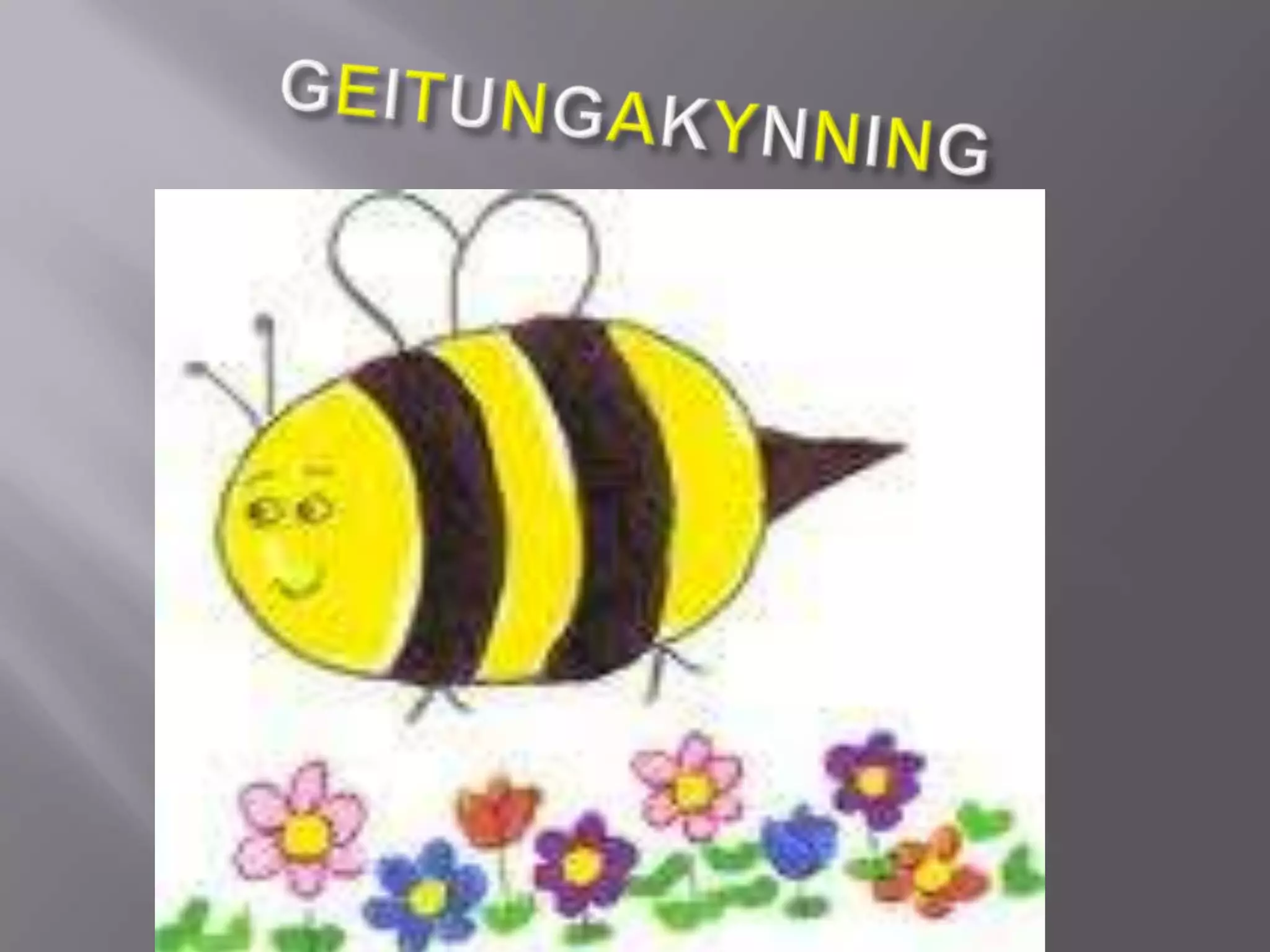 Geitungakynning helga | PPTX