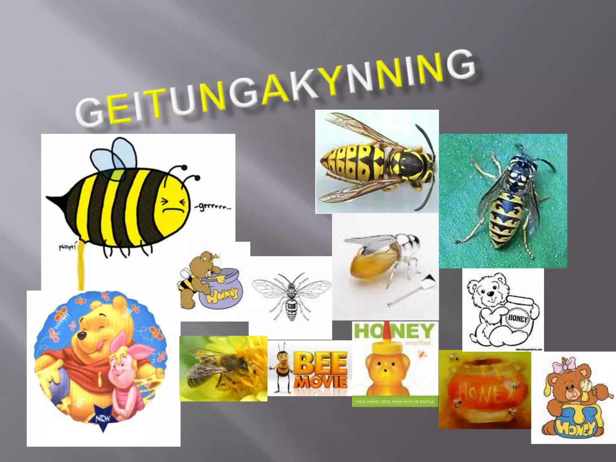 Geitungakynning helga | PPTX