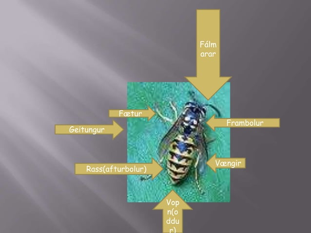 Geitungakynning helga | PPTX