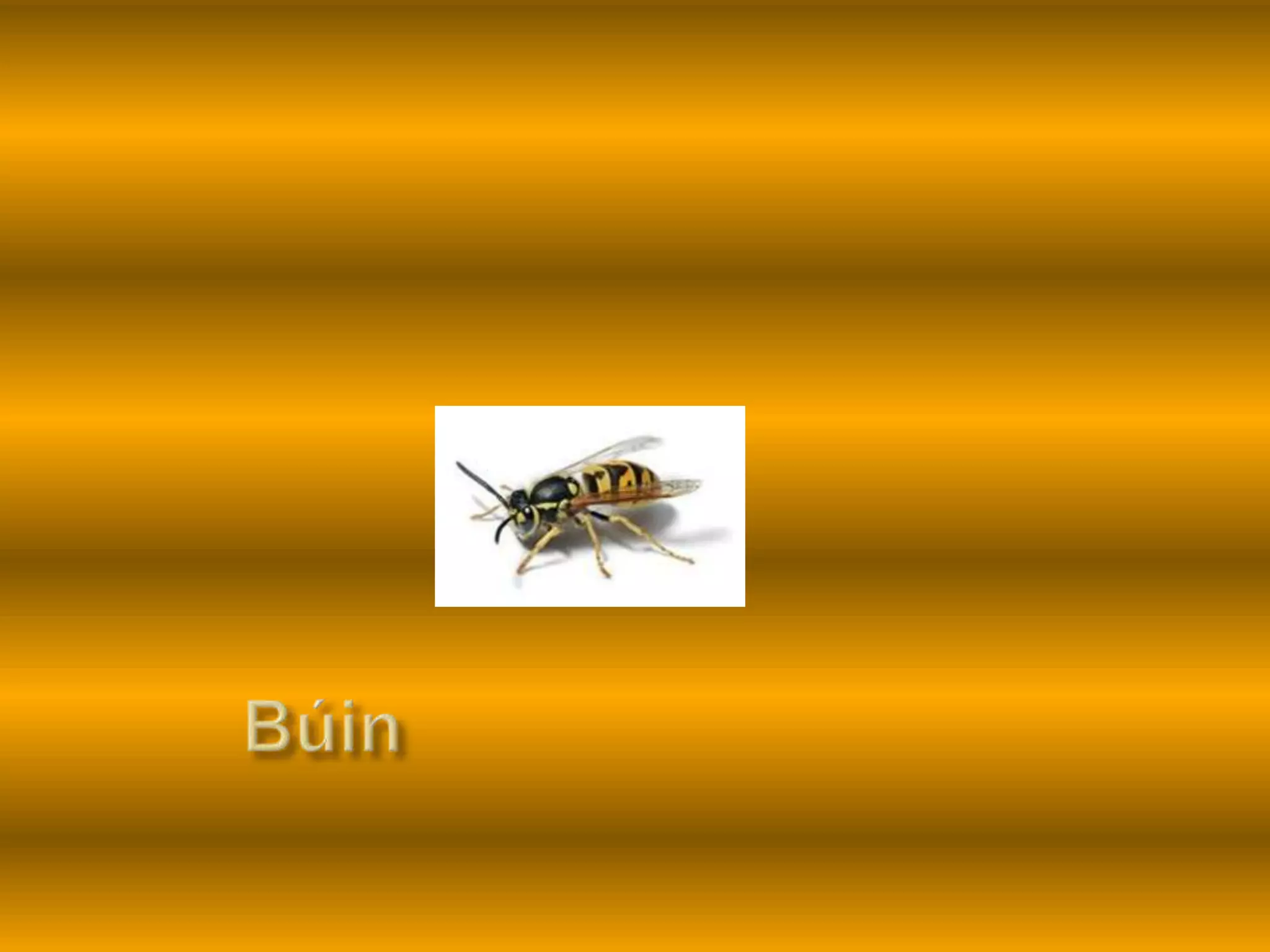 Geitungar kynning bjarki | PPT