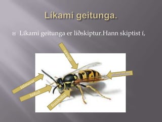 Geitungar kynning bjarki | PPT