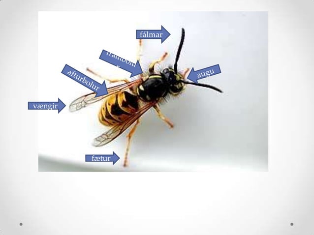 Geitungar kynning sara | PPT