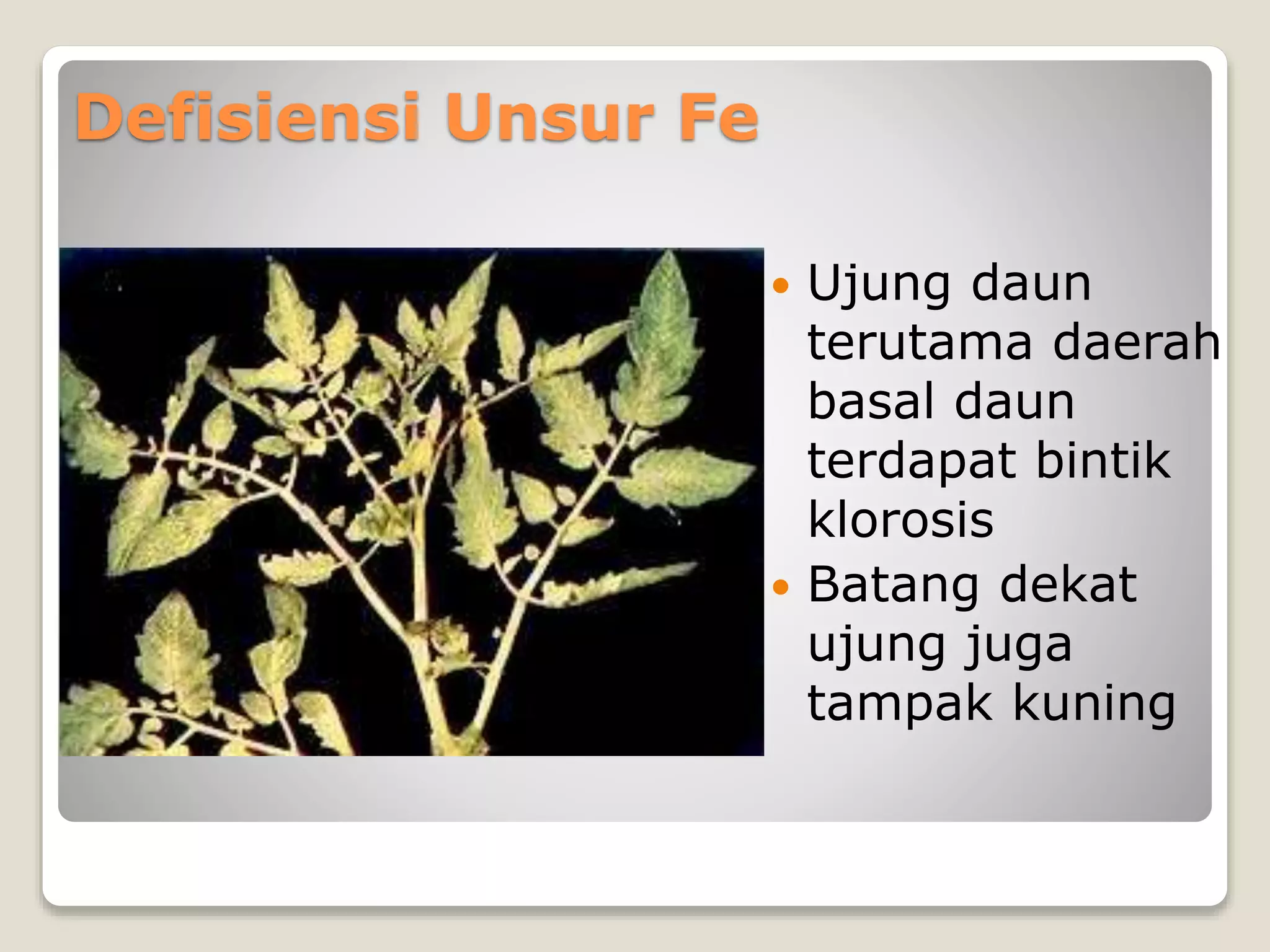 Gejala defisiensi unsur hara pada tanaman tomat | PPTX