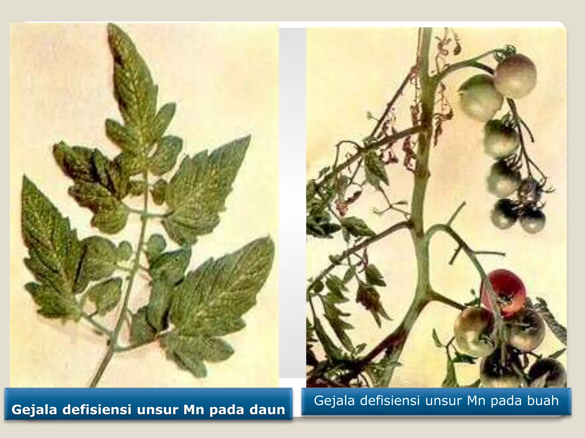 Gejala defisiensi unsur hara pada tanaman tomat | PPTX