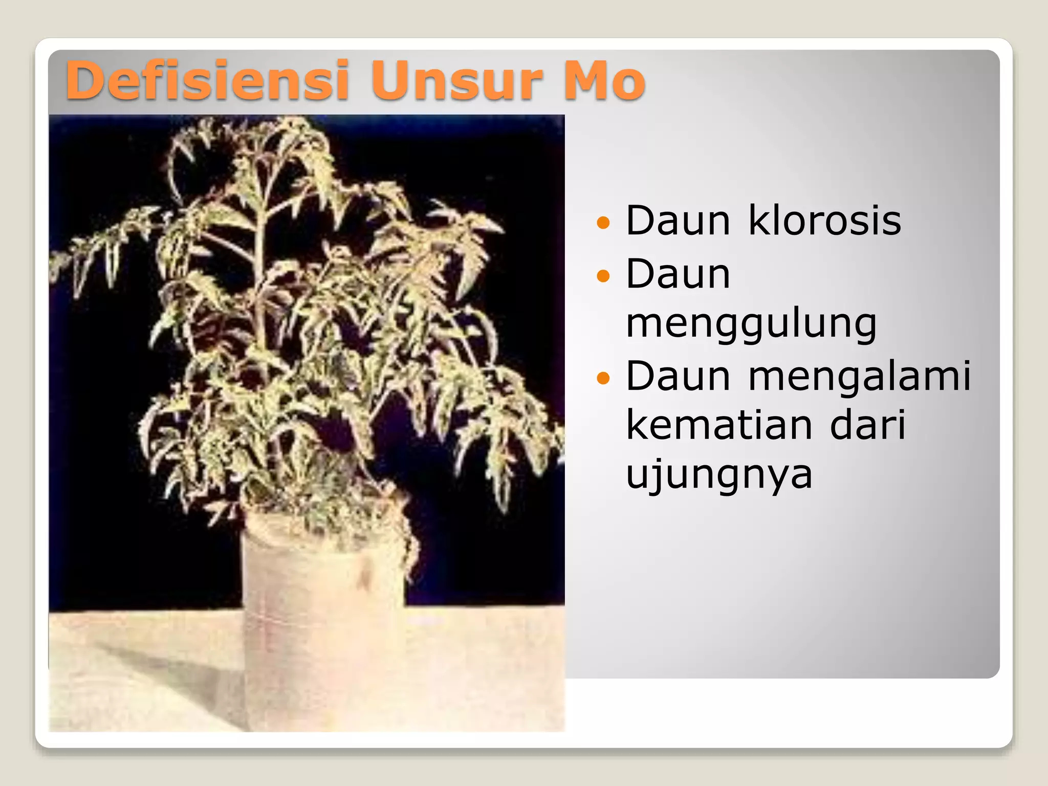 Gejala defisiensi unsur hara pada tanaman tomat | PPTX