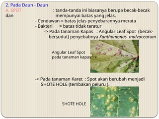 GEJALA PENYAKIT PADA TANAMAN-TANAMAN .pptx