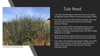 Carter Reese: Geology Field Assignment | PPTX