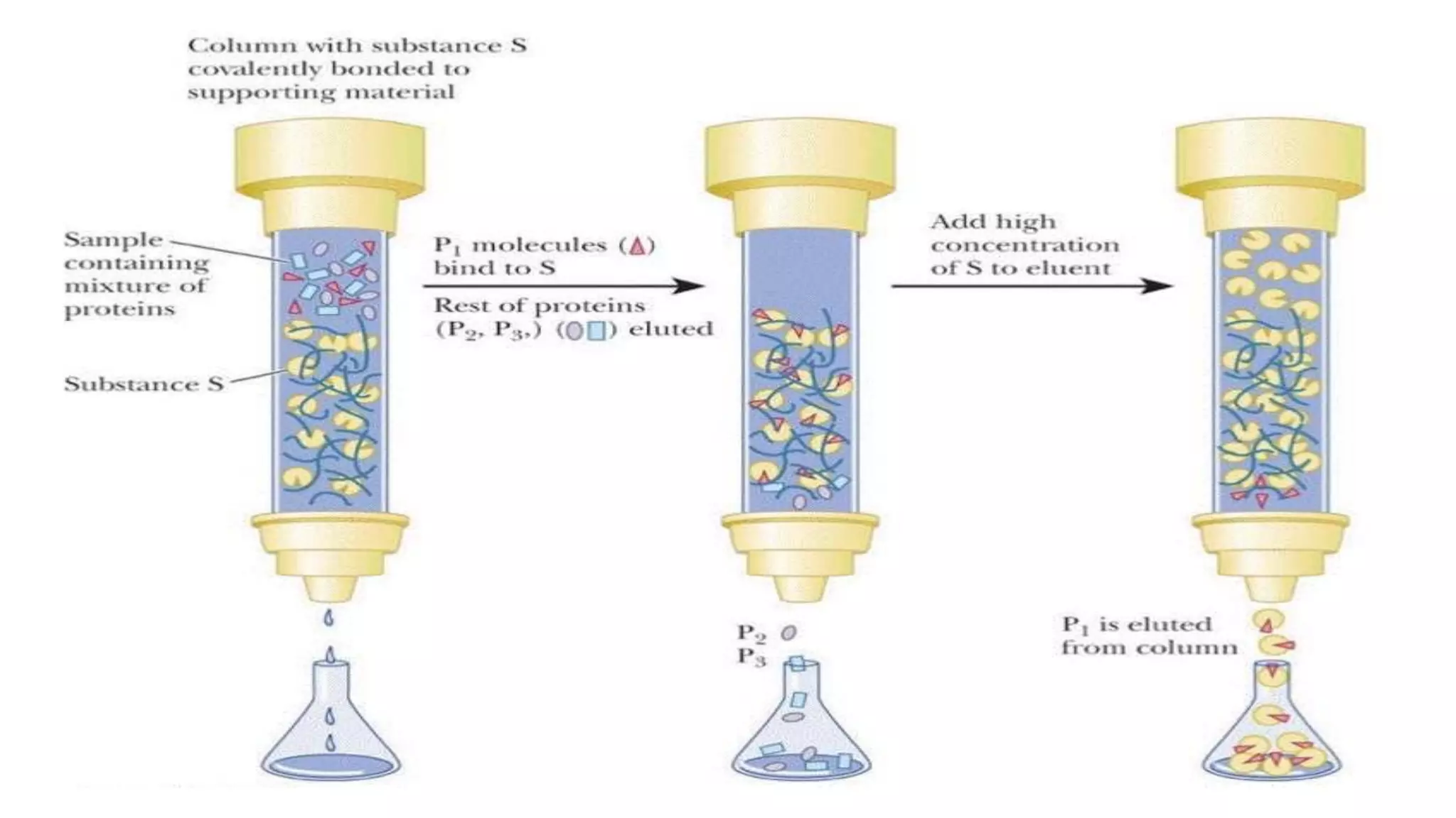 Gel filtration chromatography | PDF