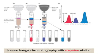 Gel filtration chromatography | PDF