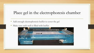 Gel%20Electrophoresis-1.pptx